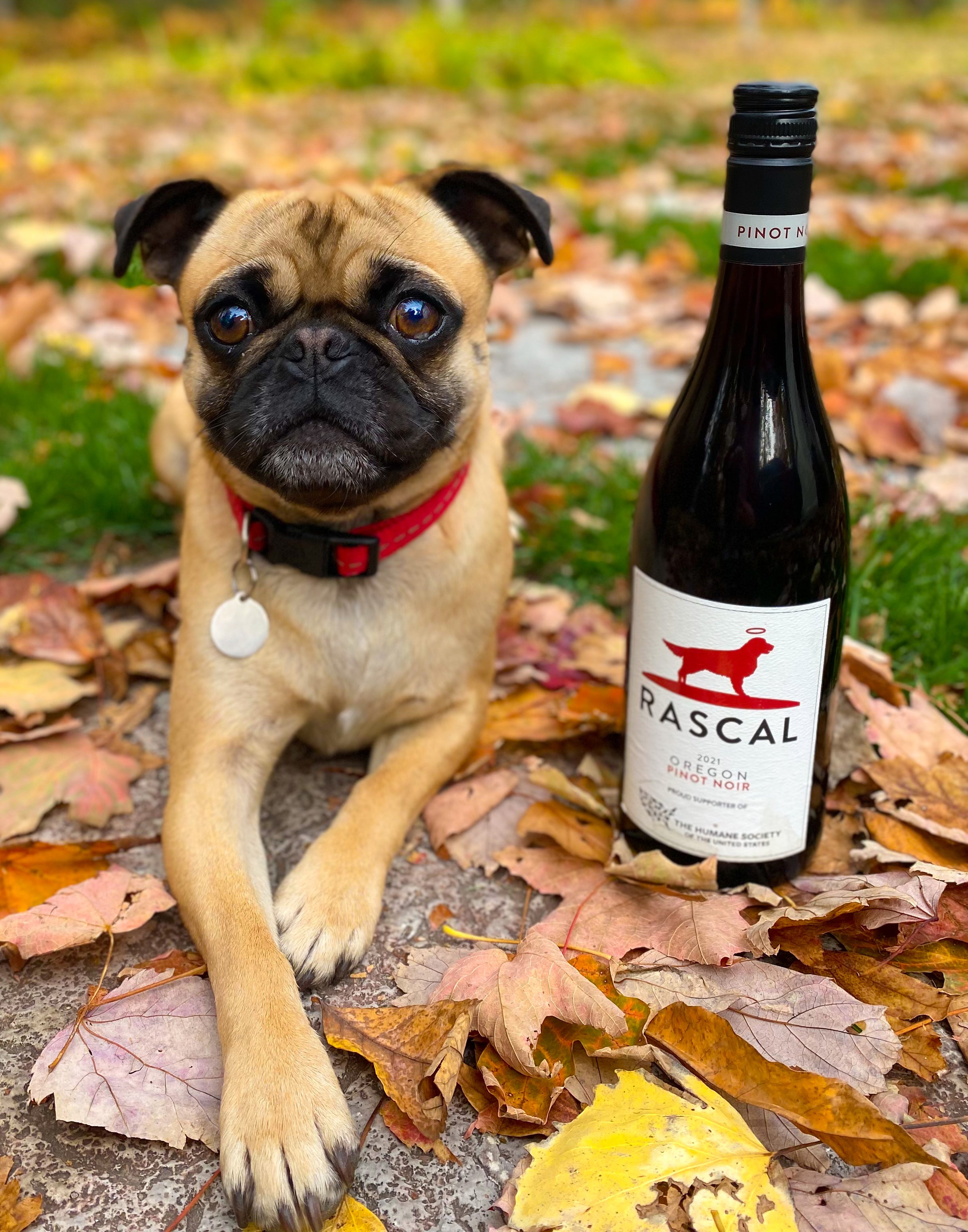 Rascal Wine
